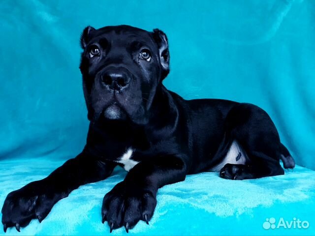 РКФ. Кане Корсо