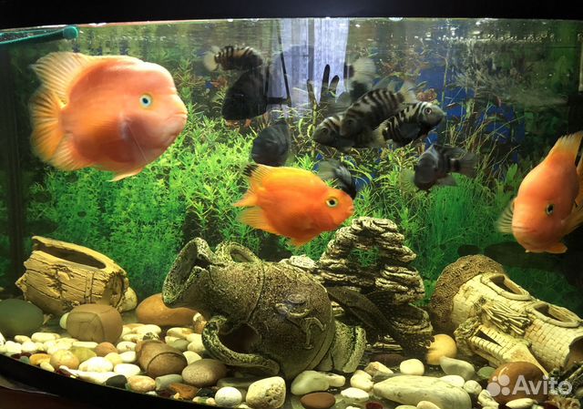 Аквариум с рыбами