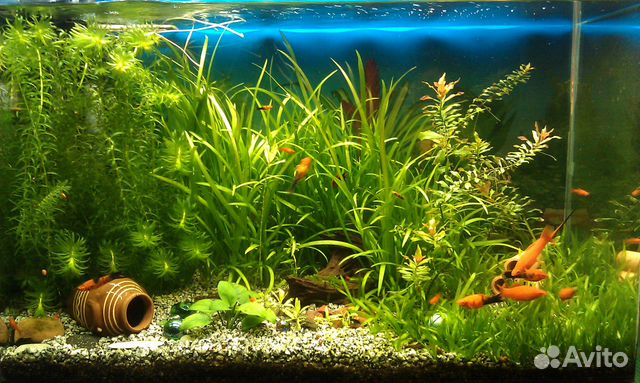 Рыбки ассорти