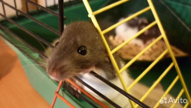 Крысята Дамбо Очаровательные Ушастики, Клетки