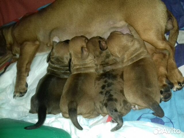 Таксята карликовые