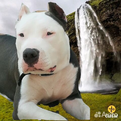 American Bully