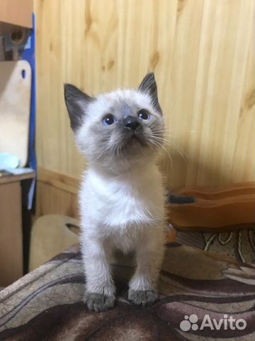 Тайский котёнок