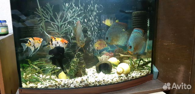 Аквариум готовый