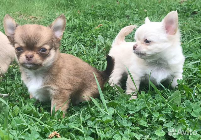 Чихуа красивые малыши - мальчики и девочки (видео)