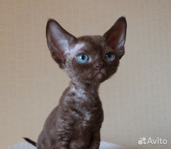 Шоколадный мальчик