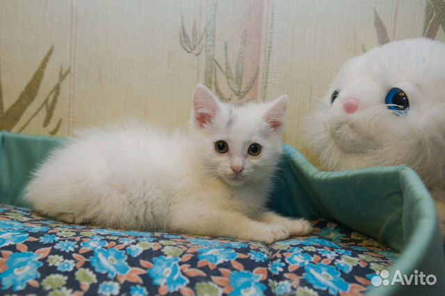 Малышка Нюся ищет дом,возраст 1,5 месяца