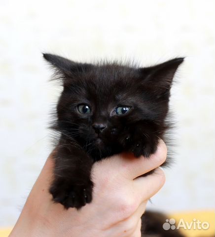 Сладкие мальчишки в добрые руки