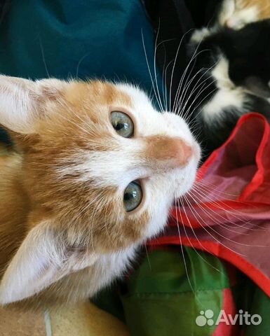 Котёнок кот Рыжик, 3 месяца