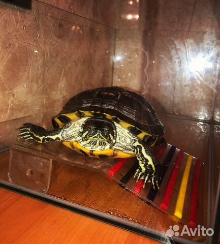 Черепаха красноухая водная
