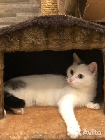 Кошечка в добрые руки