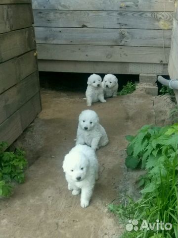 Щенки маремма