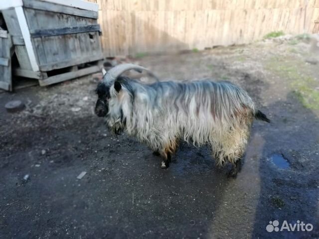 Козёл, козочка и козленок