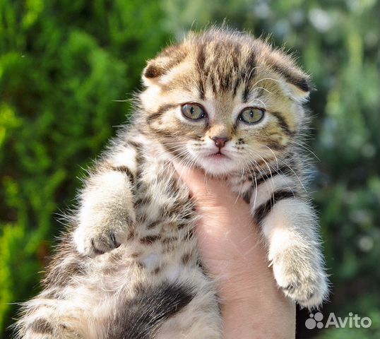 Шотландские вислоухие котята