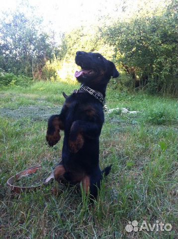 Вязка,кобель ягдтерьера
