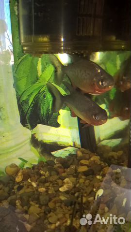 Красный Паку(2штуки)