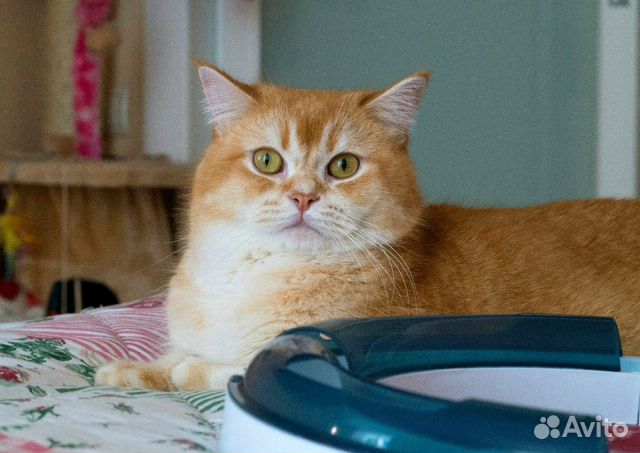 Вязка с шотландским красным тикированным котом