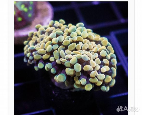 Коралл Эуфилия Paraancora gold