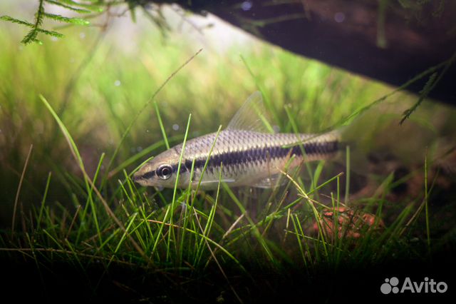 Сиамский водорослеед SAE