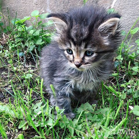 Котята. Чистокровные дворянины