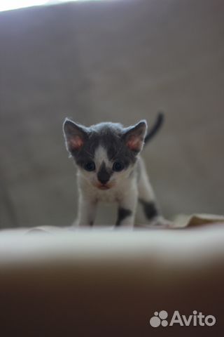 Котята Девон- рекс