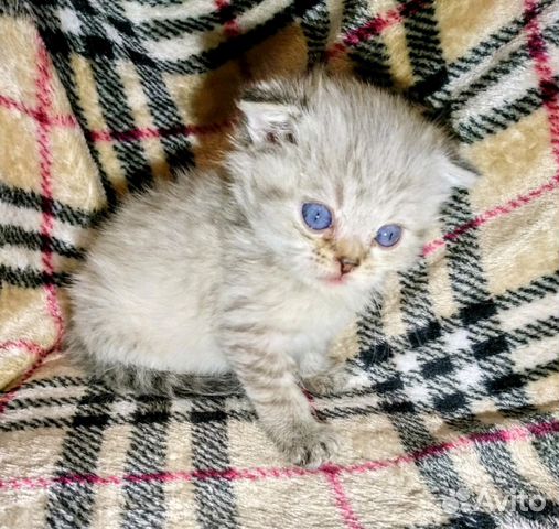 Шотландские котята