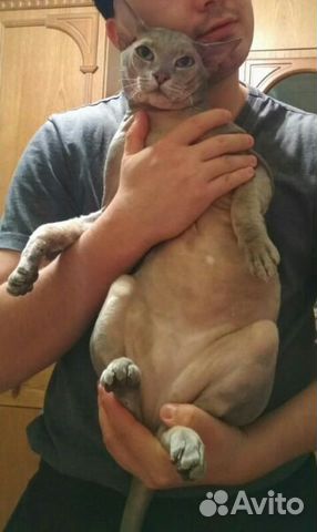 Сфинкс на вязку