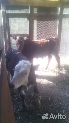 Телята молочные И подростковые
