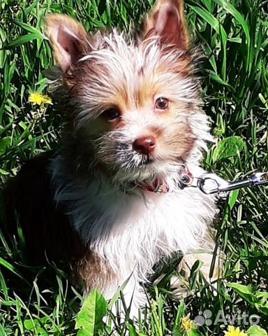 Красотки девчонки