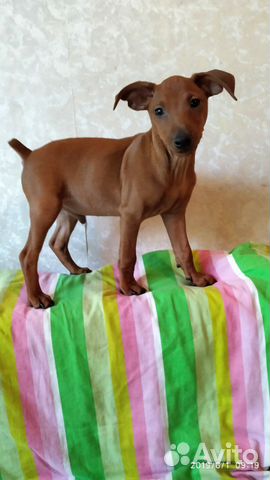 Щенок цвегпинчера