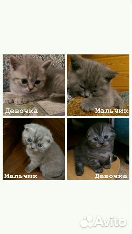 Продам котят британцев