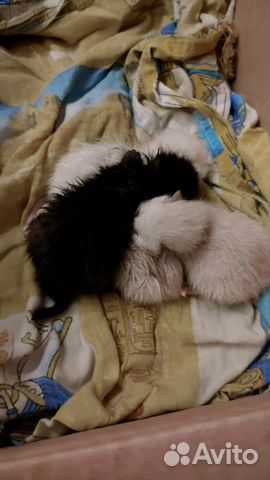 Маленькие котята. Слепыши