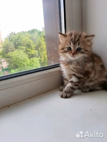 Шотландские котята