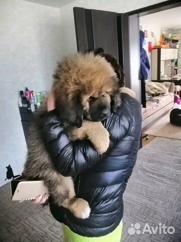Щеночки Тибетики ищут своих хозяев