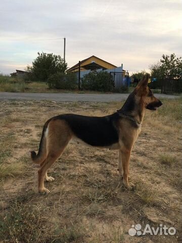 Продаются щенки вео