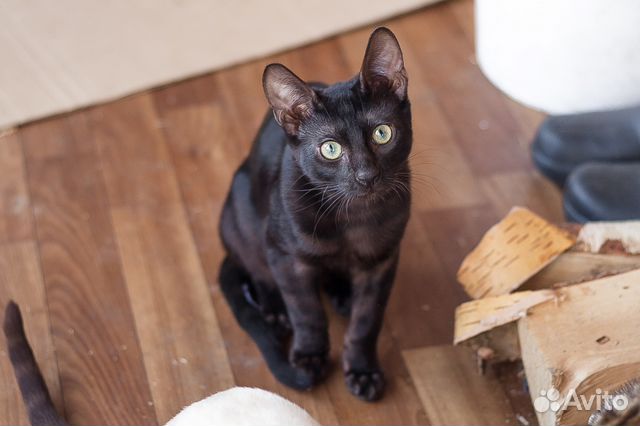 Черный бенгал (клубный)