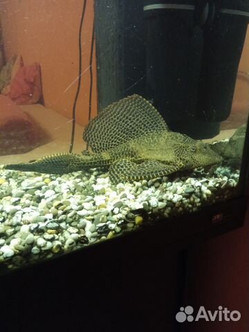 Сом парчовый