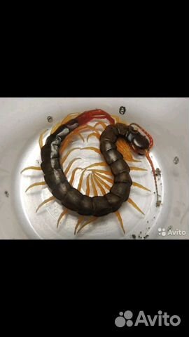 Сколопендра