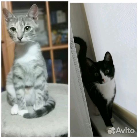 Девочки в дар