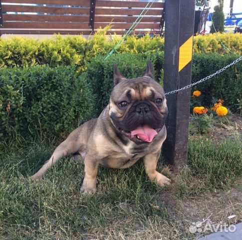 Предлагается к вязке кобель французского бульдога