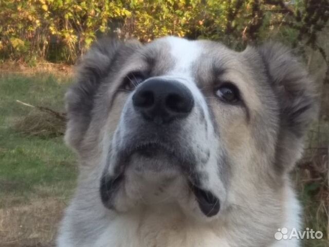 Отдам собаку