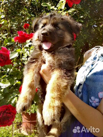 Щенок чистая немочка Супер красотка