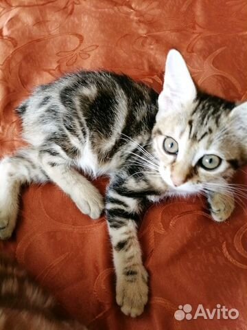 Кошечка золотая мраморная