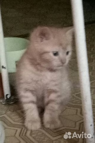 Три милых скотишь страйт девочки