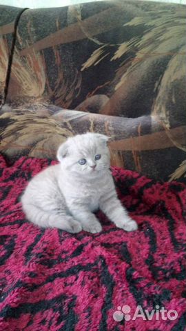 Британский вислоухий