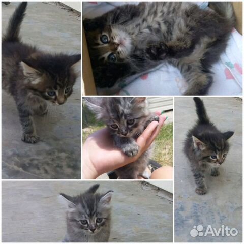 Мама сибирская папа шоколадный британец