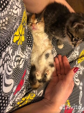 Красавица Яся ищет дом