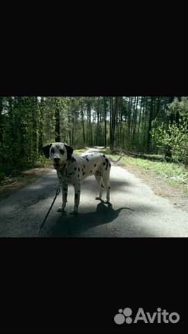 Молодой далматин для вязки