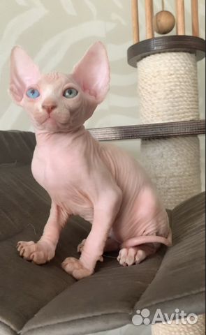 Разноглазый котик Канадский сфинкс