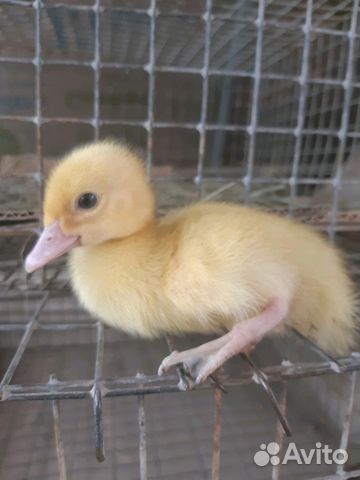 Индоутята и цыплята